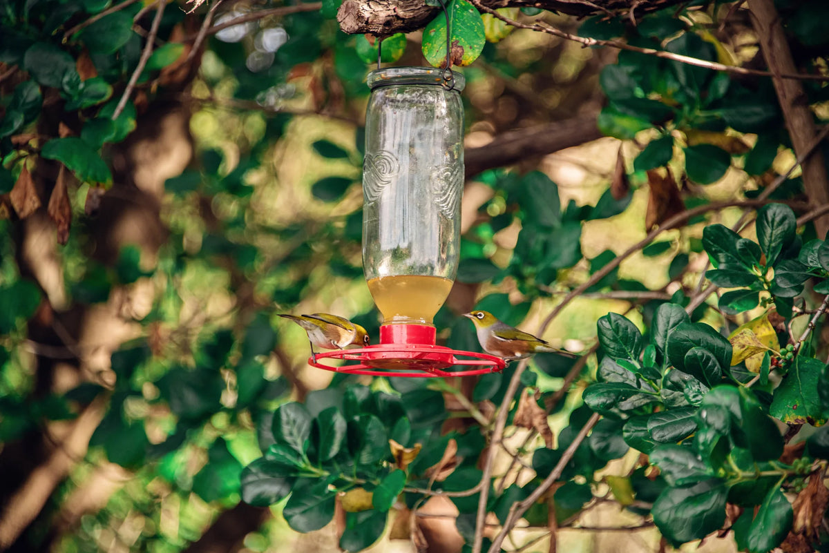 Nectar Bird Feeder and Nectar Food – The Garden Party