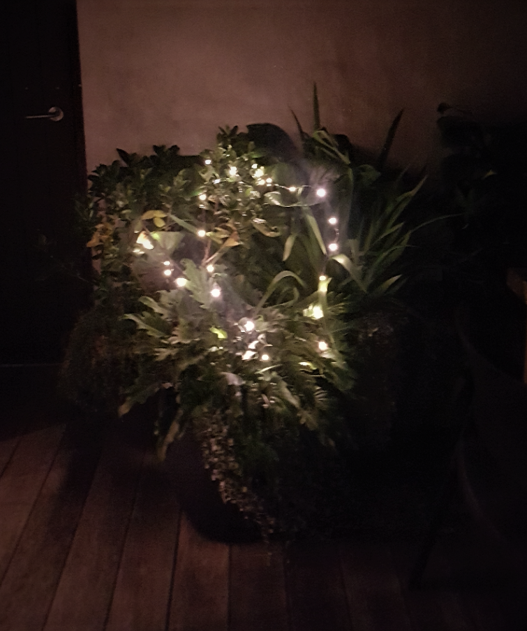 Rechargeable Seed Lights – The Garden Party